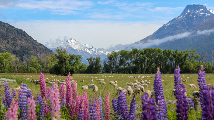 Travelling to New Zealand in spring | Greater Bank